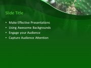 160566-cactus-template-4x3-2 - Free PowerPoint Templates