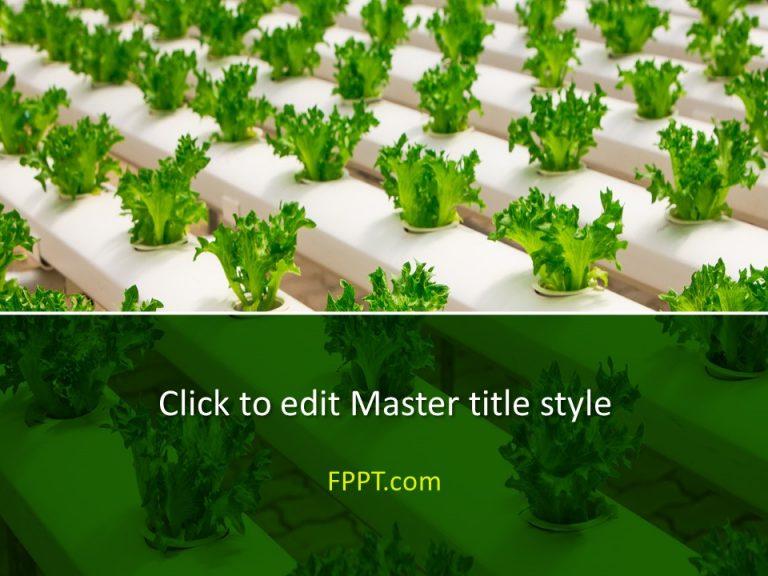 Powerpoint Template Four Growing Grren Plants On A Green